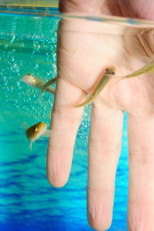 Manicure fish spa stock photo. Image of hands, close - 21805446