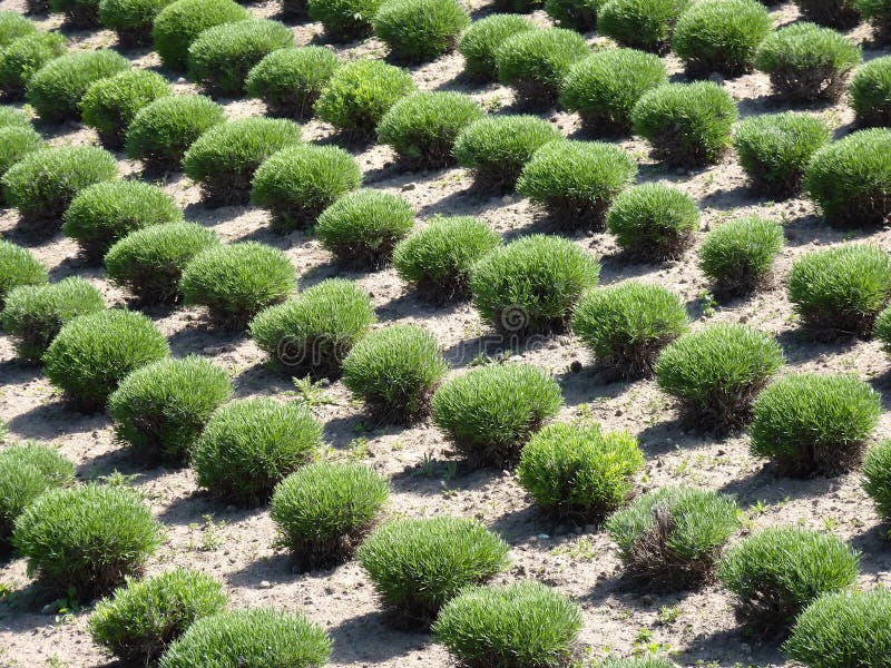 Manicured bushes in rows stock image. Image of shaped - 14096537