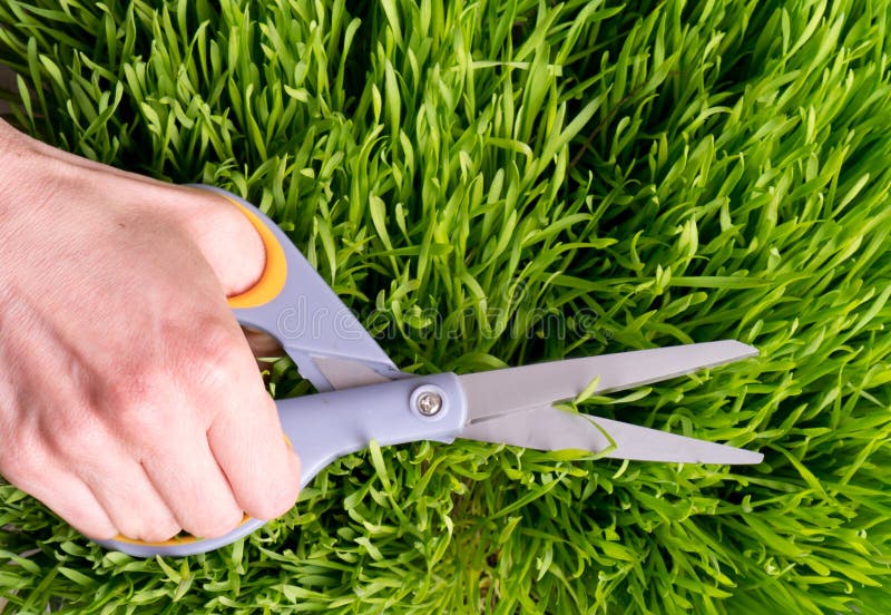 Manicured Lawn stock photo. Image of lawncare, overgrown - 24190870
