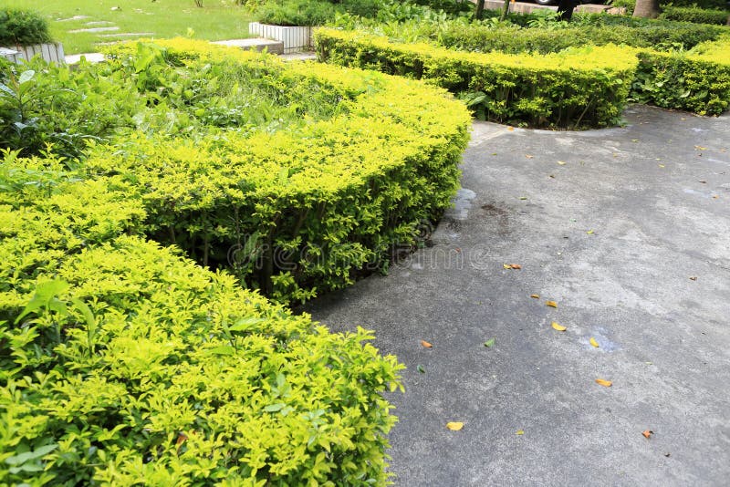 Manicured shrubs stock image. Image of branch, bushes - 49650175