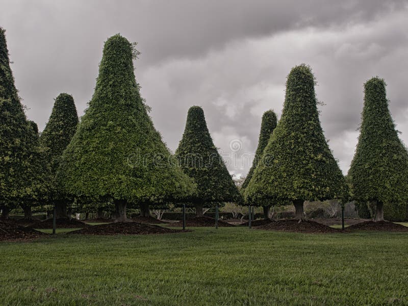 Manicured trees stock photo. Image of rows, grass, foliage - 44964426