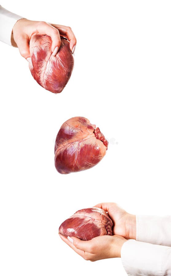 Echt hart stock foto. Afbeelding bestaande uit bloed - 40710152