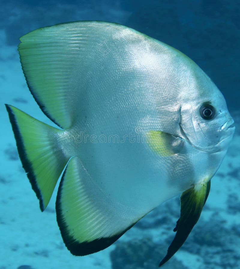 Maniez La Batte Les Poissons Photo stock - Image du natation, mangeable ...