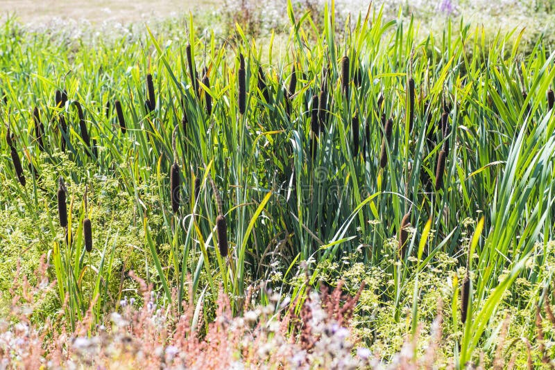 Giunchi o Reed Mace immagine stock. Immagine di basi - 120366703