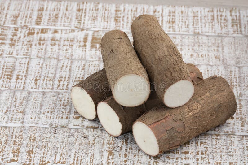 Manihot Esculenta - Fresh Organic Cassava Root Stock Photo - Image of ...