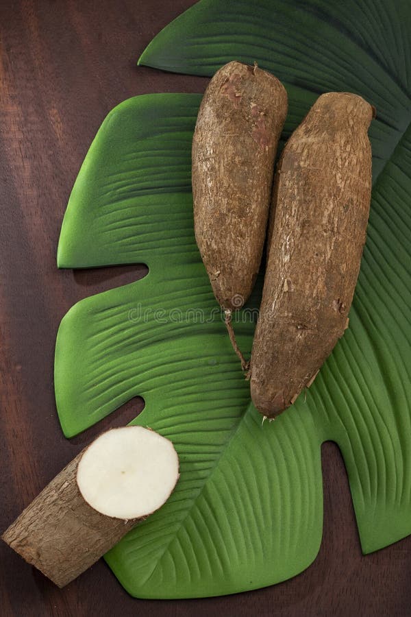 Manihot Esculenta - Fresh Organic Cassava Root Stock Photo - Image of ...