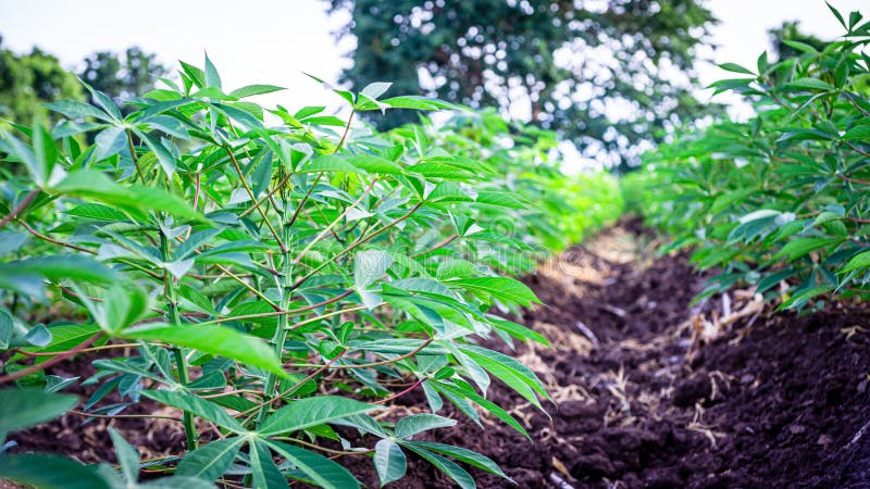 Green Cassava Leaves in the Garden Stock Photo - Image of wild, cassava ...