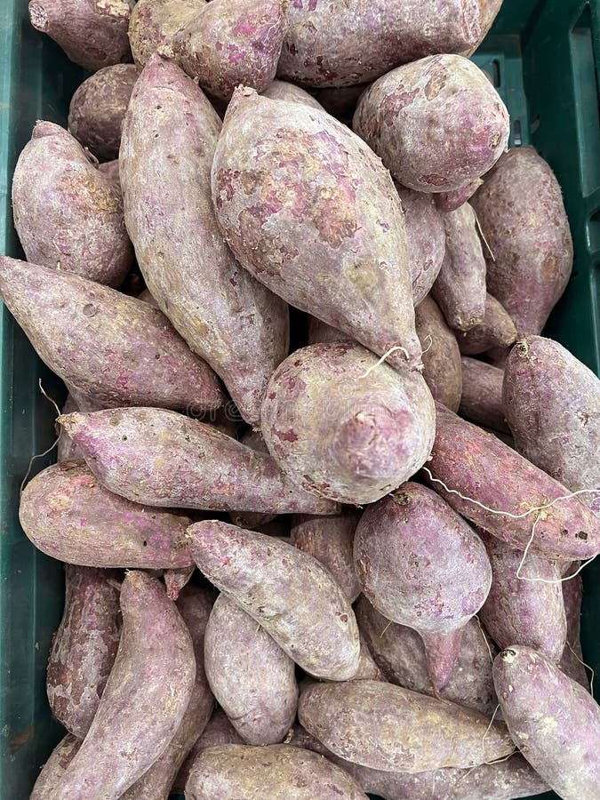 Manihot Esculenta Root in Fruit Shop Stock Image - Image of delicious ...