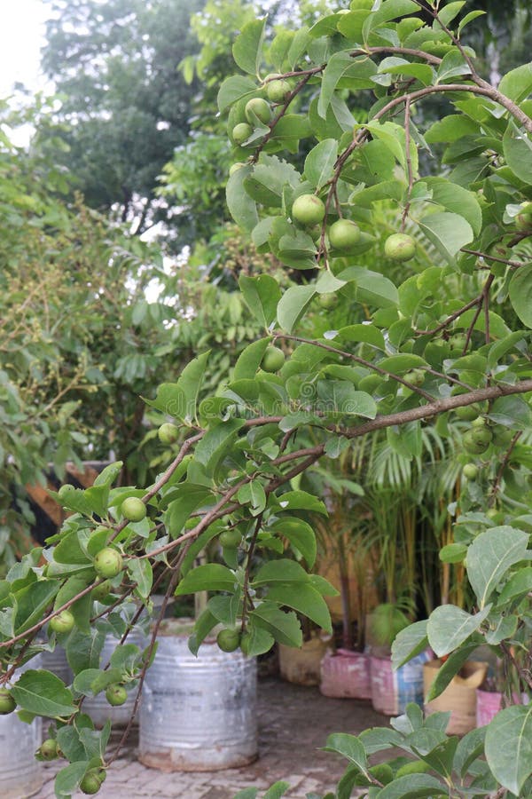 Manila Cherry Fruit on Tree in Farm Stock Photo - Image of hanging ...