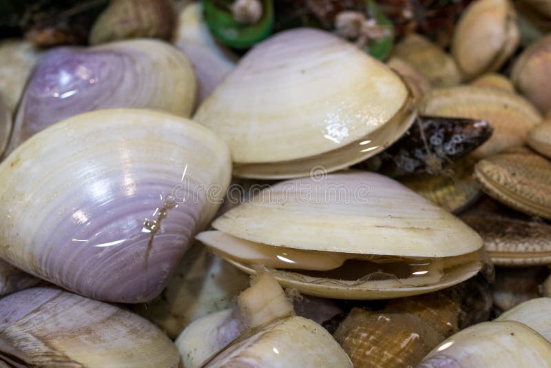 Manila stock image. Image of shellfish, mollusc, fresh - 106903315