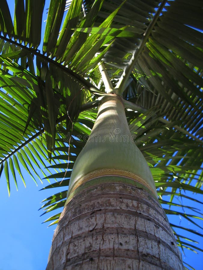 Manila Palm: Bottom s Up! stock photo. Image of exotic - 126250