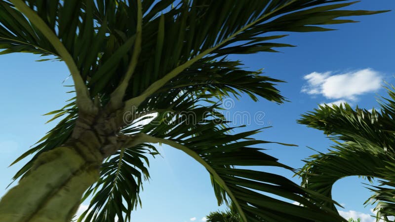 Manila Palm Raw Seed on Tree Stock Video - Video of asia, nature: 165932821