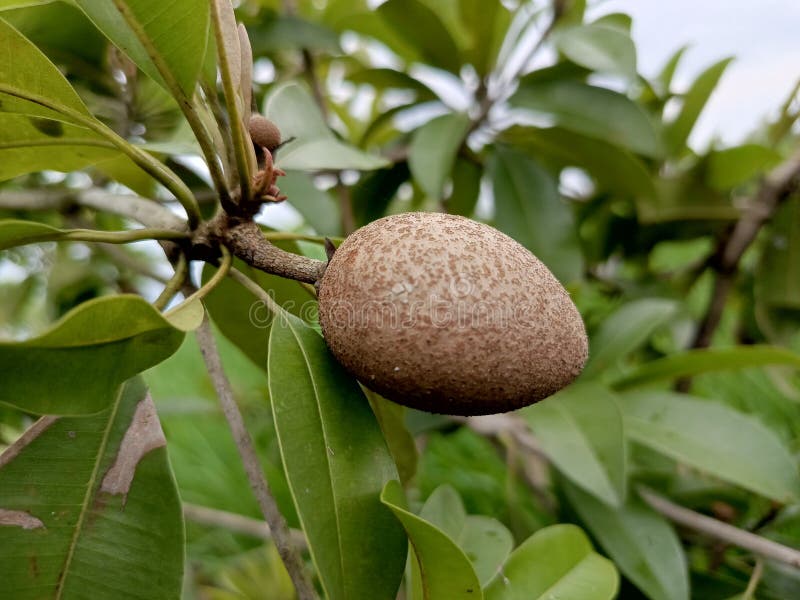 Sapodilla Manila Tree Its Fruit Stock Photos - Free & Royalty-Free ...