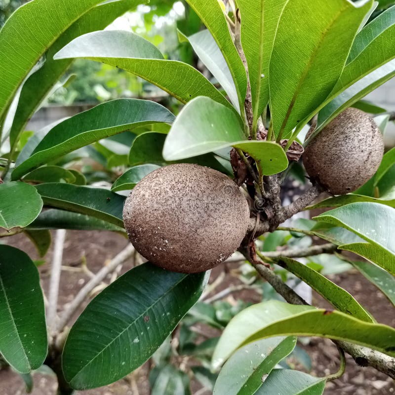 Manila Sapodilla Tree Plant Stock Image - Image of food, shrub: 242610185
