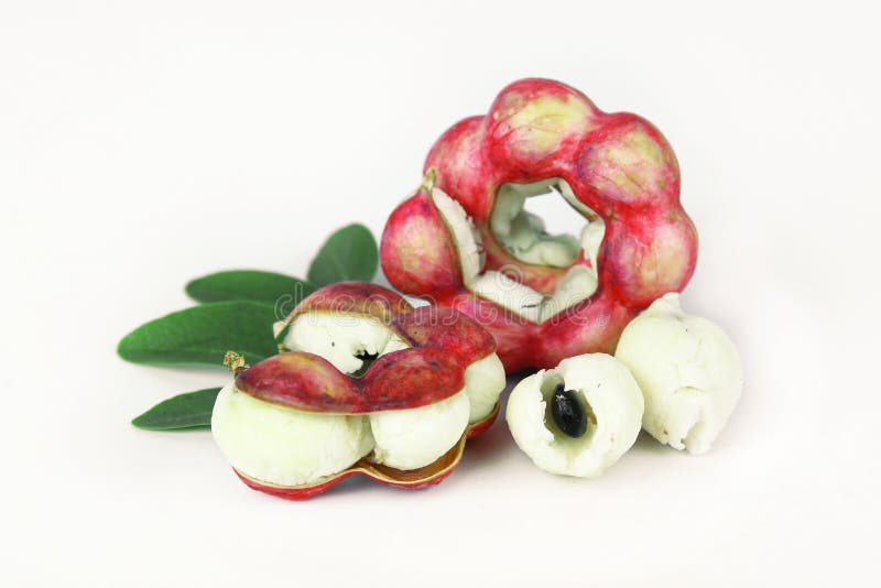 Manila tamarind fruit stock photo. Image of asia, brown - 83175530