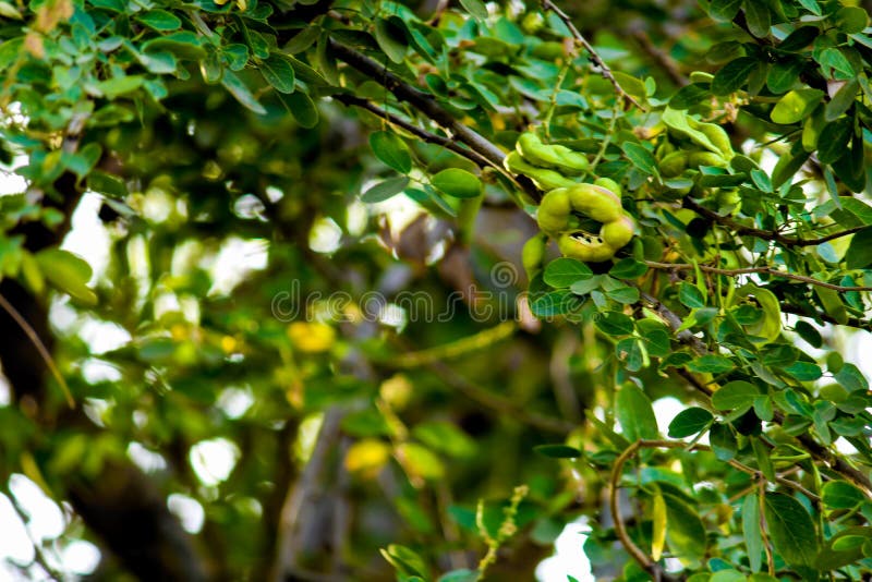 Manila Tamarind Fruit. Popular Fruit in India and Southeast Asia Stock ...