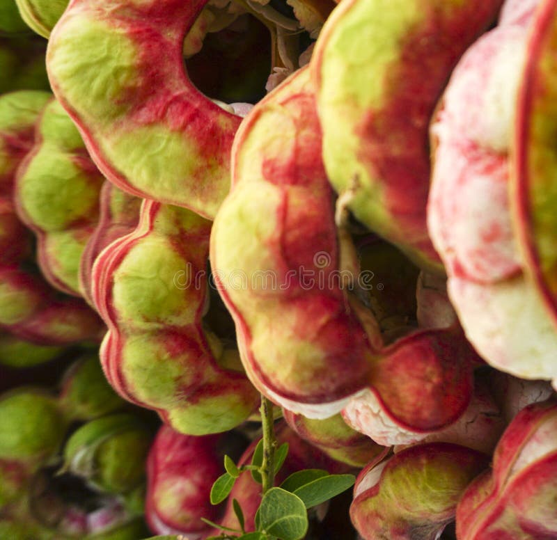 Manila tamarind stock image. Image of food, tamarind - 237230583