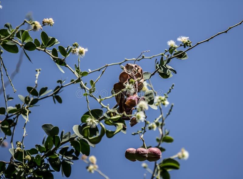 Manila Tamarind Fruit on Tree Stock Photo - Image of natural, nature ...