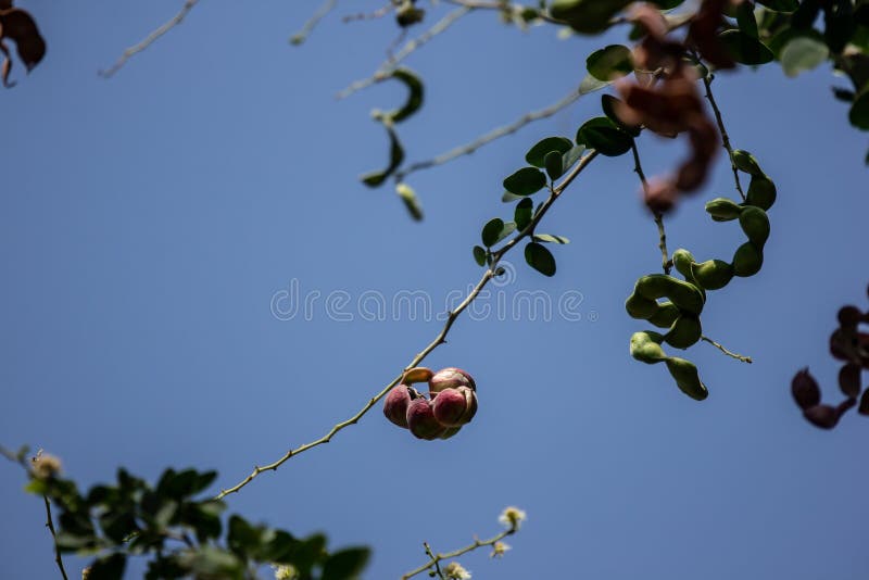 Manila Tamarind Fruit on Tree Stock Image - Image of manila, tree ...