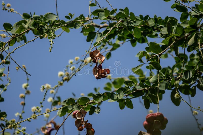 Manila Tamarind Fruit on Tree Stock Photo - Image of nature, asia ...
