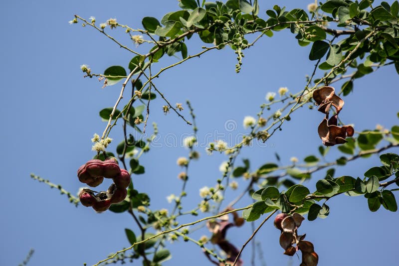 Manila Tamarind Fruit on Tree Stock Photo - Image of plant, fruit ...