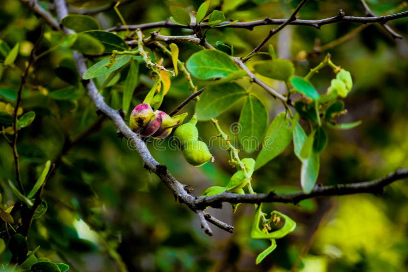 Manila Tamarind Fruit on Tree, Tropical Fruit Stock Photo - Image of ...