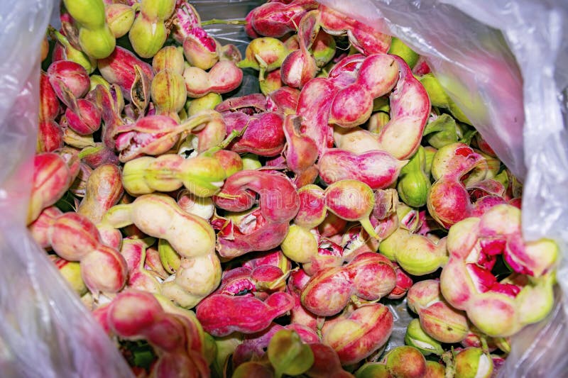 Manila tamarind stock image. Image of tropical, ingredient - 278607997