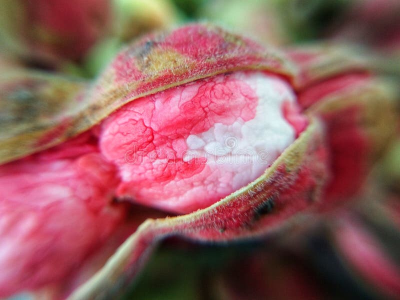 Manila tamarind stock photo. Image of tamarind, food - 107152900