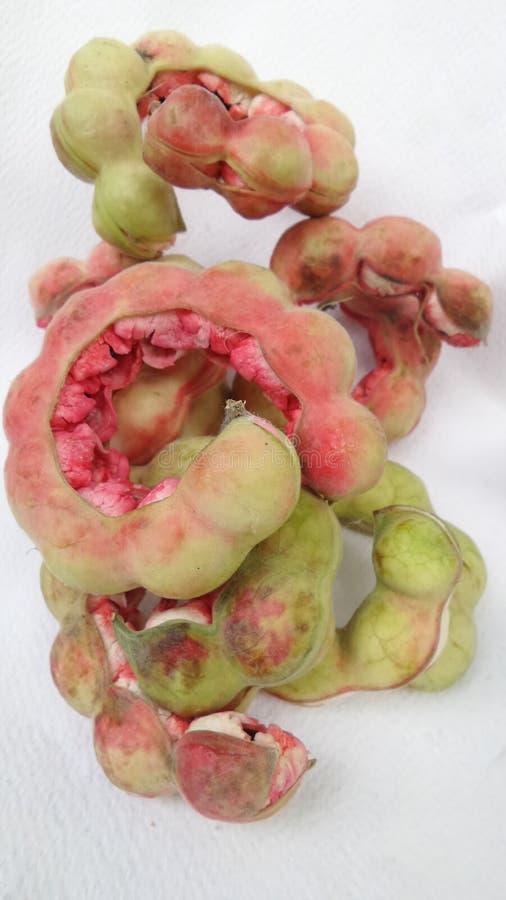 Manila tamarind stock image. Image of sweet, tamarind - 49617101