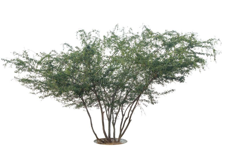 173 Beautiful Pithecellobium Dulce Stock Photos - Free & Royalty-Free ...