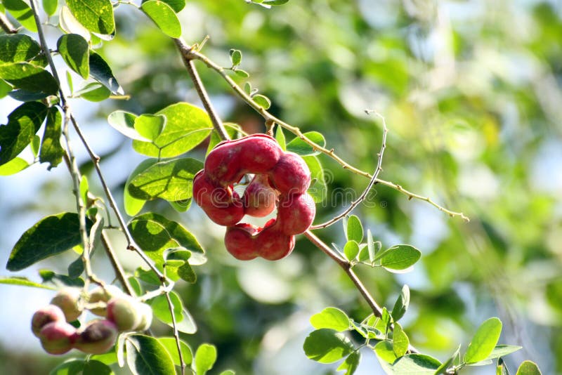 Manila Tamarind on tree. stock image. Image of fruits - 52833061