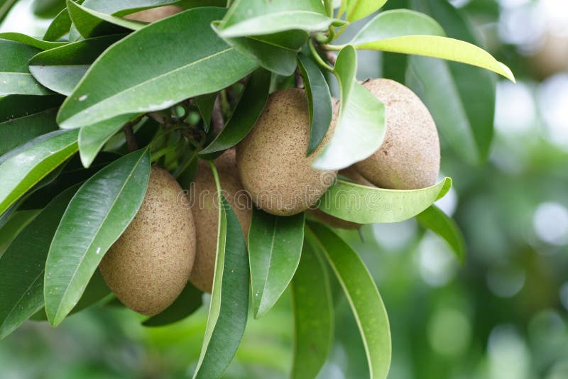 Manilkara Zapota - Sapodilla Fruit on Tree Stock Image - Image of hangs ...