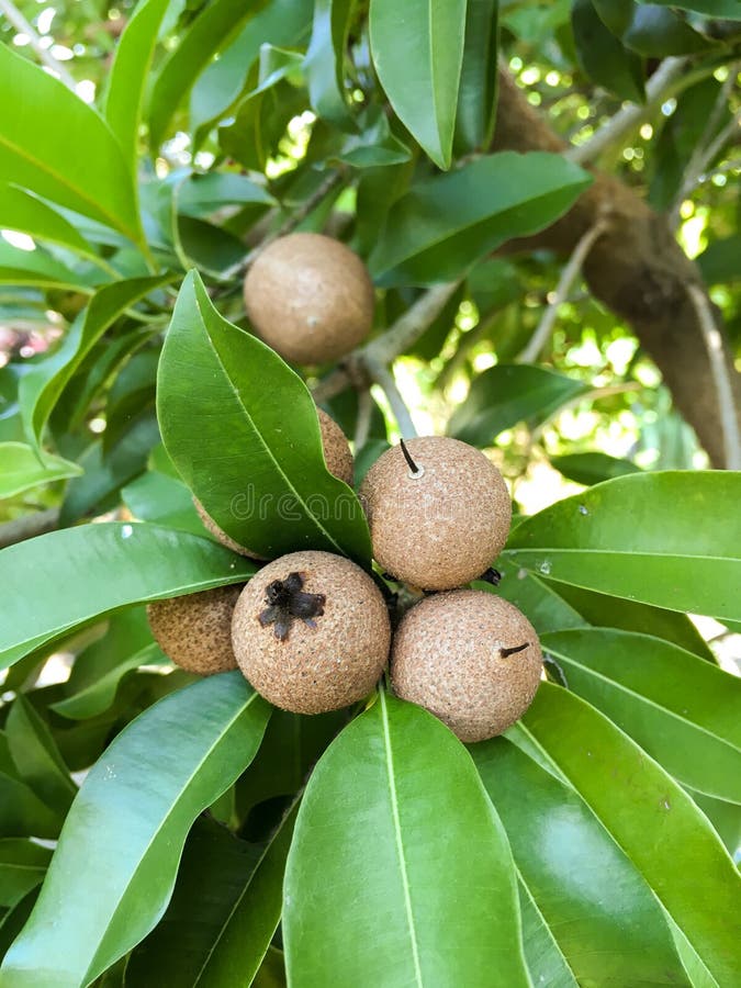 Brown Spodilla Fruit with Leaves on Tree. (Manilkara Achras Fosberg ...