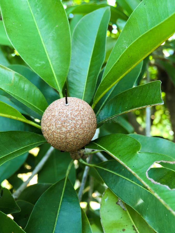 Brown Spodilla Fruit with Leaves on Tree. (Manilkara Achras Fosberg ...