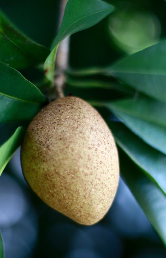 Manilkara zapota fruits. stock photo. Image of food - 275384152