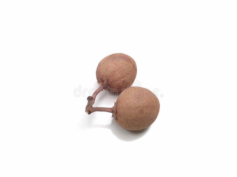 Manilkara Zapota (sapodilla ) or Sapota Fruits and Leaf on White ... Manilkara Zapota (sapodilla ) or Sapota Fruits and Leaf on White ...