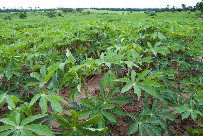 Manioc stock photo. Image of botany, brown, food, manioc - 17265980