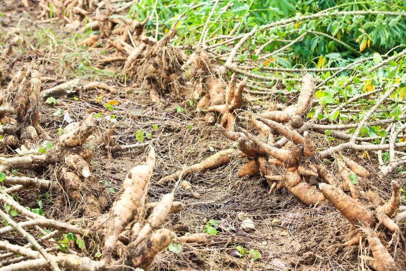 Manioc. image stock. Image du cultivez, collecte, feuillage - 32612783