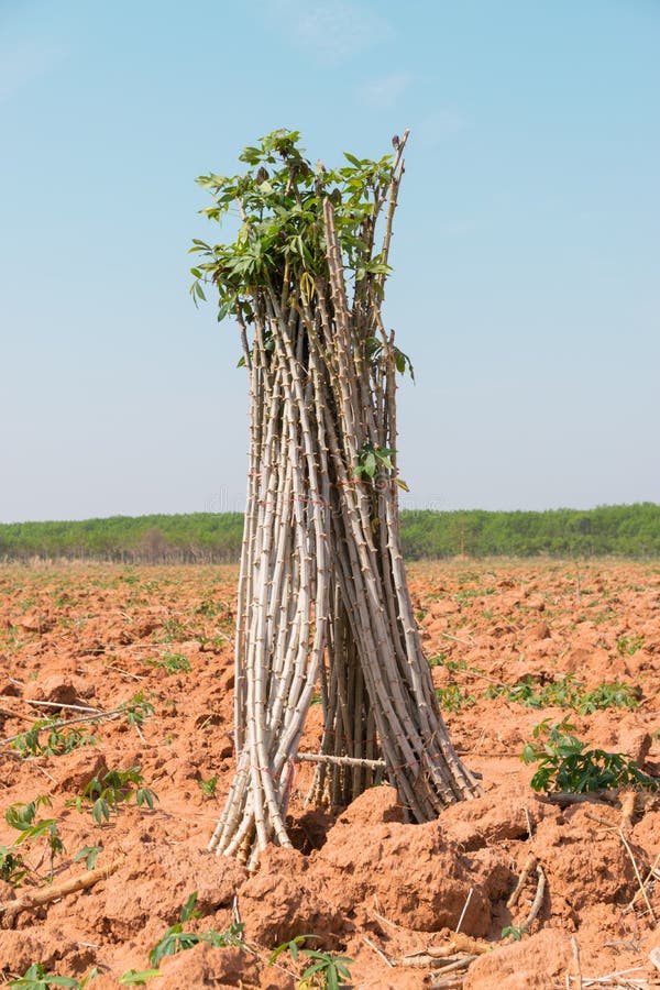 Manioc stock image. Image of garden, harvest, farmland - 67677751