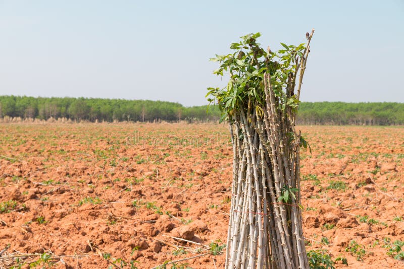Manioc stock image. Image of foliage, food, industry - 67677955