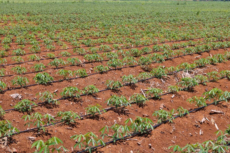 Manioc planting stock photo. Image of manioc, tropical - 144452260
