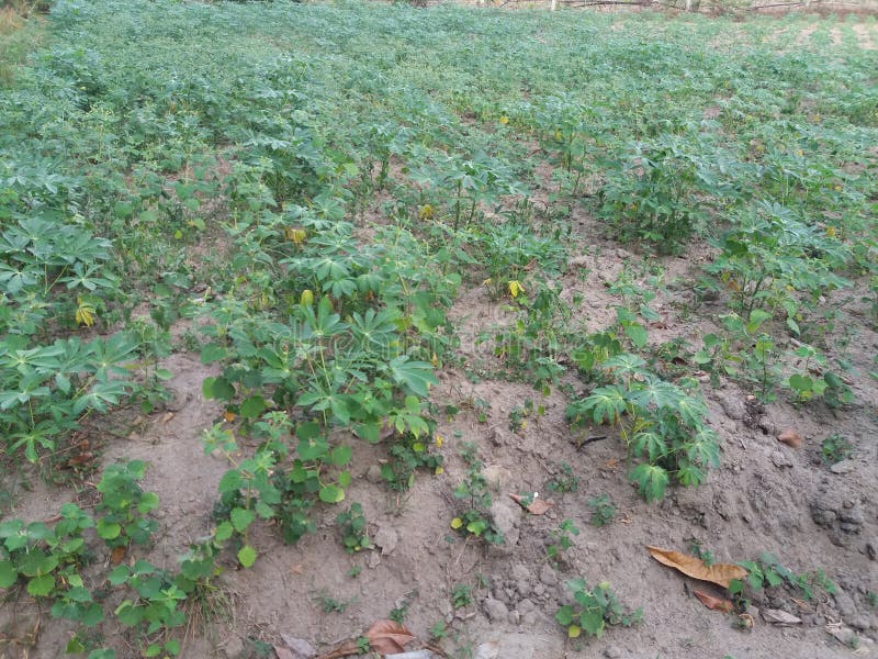 Manioc plants early stages stock photo. Image of plants - 175755708
