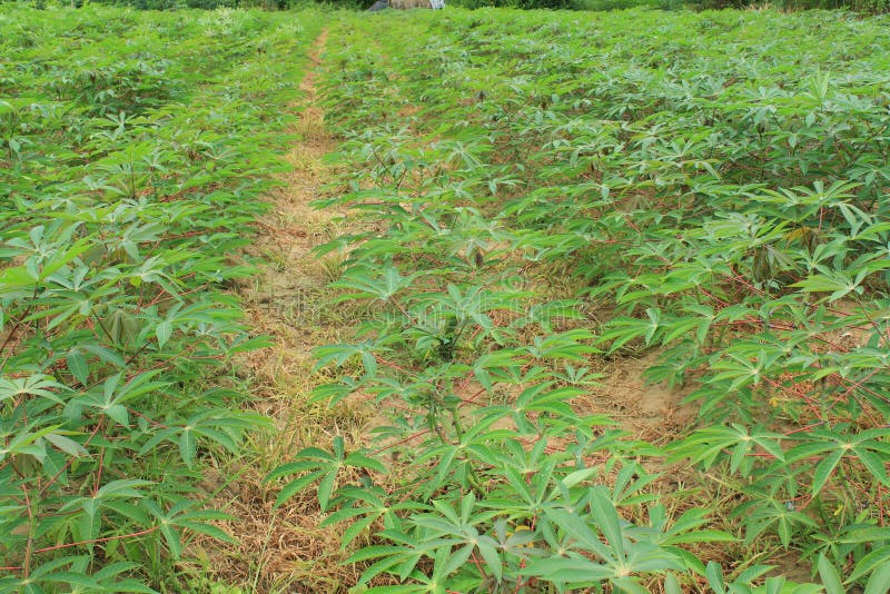 Manioc plants stock image. Image of tapioca, plantation - 32557595