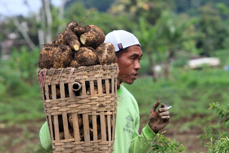Na Van De Oogstmaniok of Maniok Installatiesgebied Stock Foto - Image ...