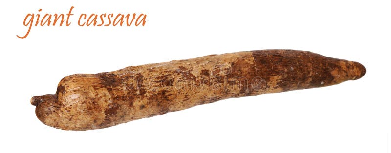 Maniok (maniok) stock afbeelding. Image of naughty, tropisch - 31615551