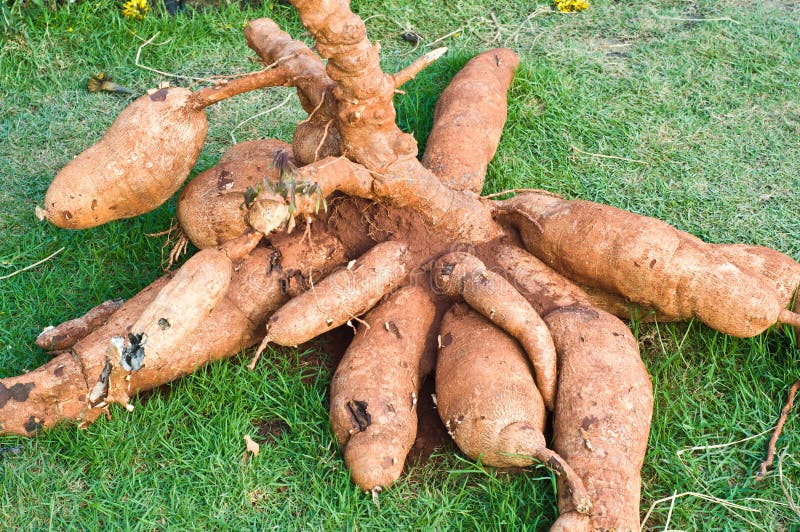 De Maniok Van Tapiocainstallaties. Stock Foto - Afbeelding bestaande ...