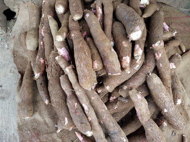 Essbare Manioka Des Manihot, Yuca, Manioka, Mandioca, Brasilianisches ...