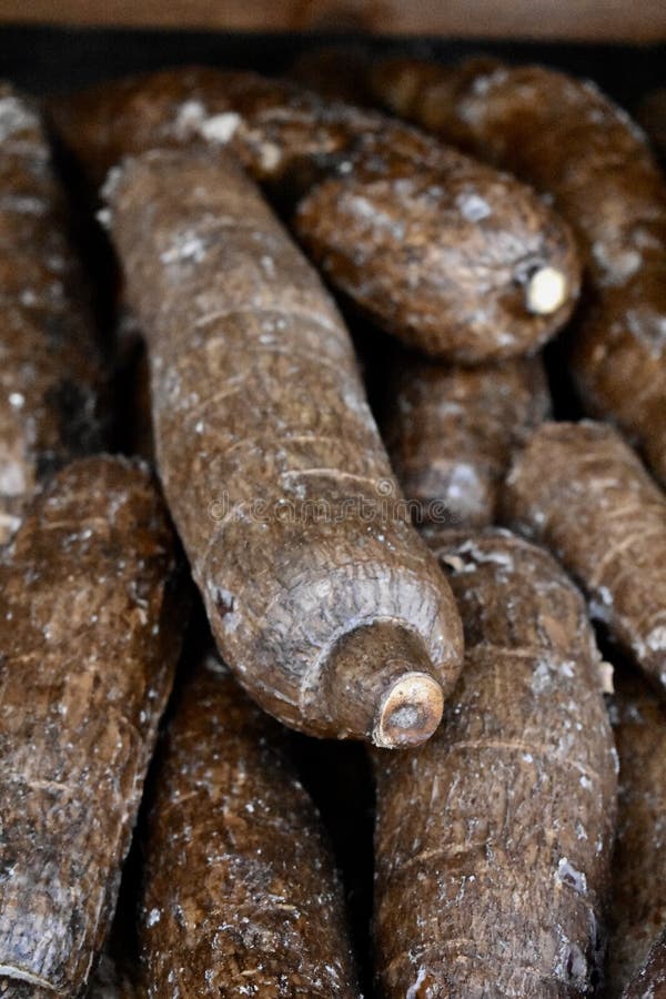 Die Manioka, Yuca, Balinghoy Auch Genannt Manioka, Mogo, Mandioca, Das ...