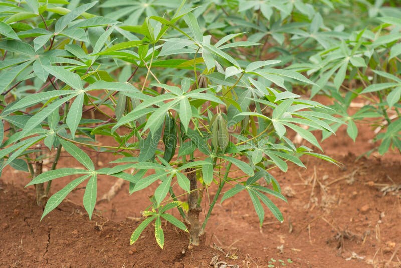 Manioka stockfoto. Bild von botanik, braun, grün, schale - 17265980