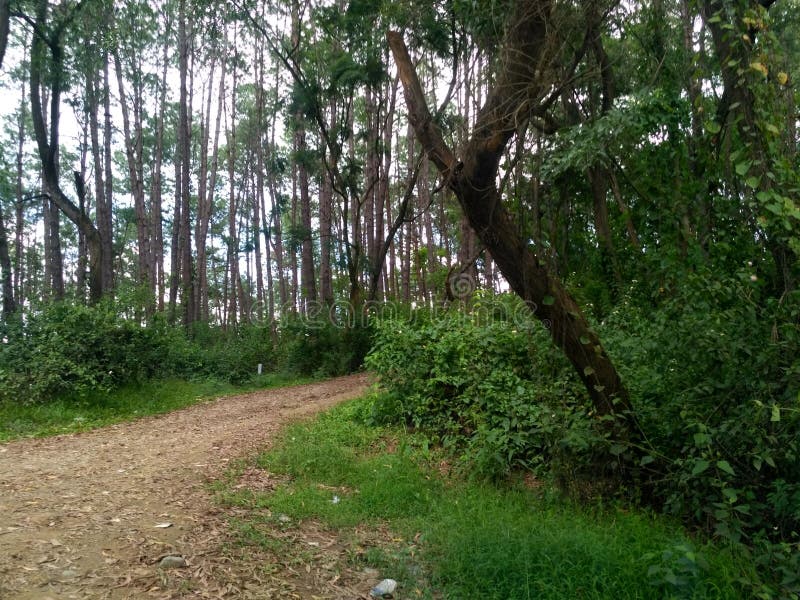 Manipur forest view stock photo. Image of forest, manipur - 170393684